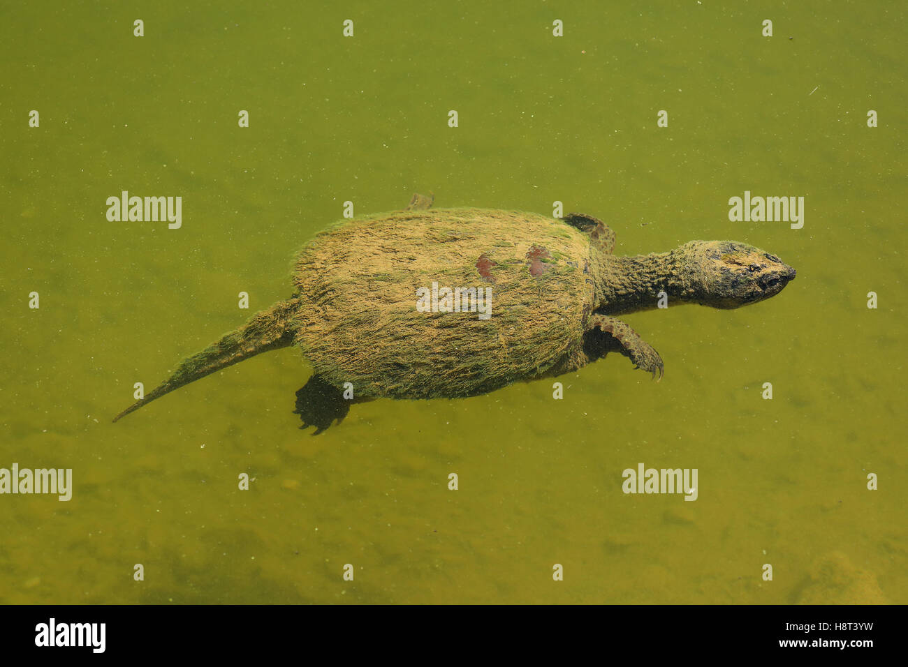 Snapping Turtle Eating Fish High Resolution Stock Photography and ...
