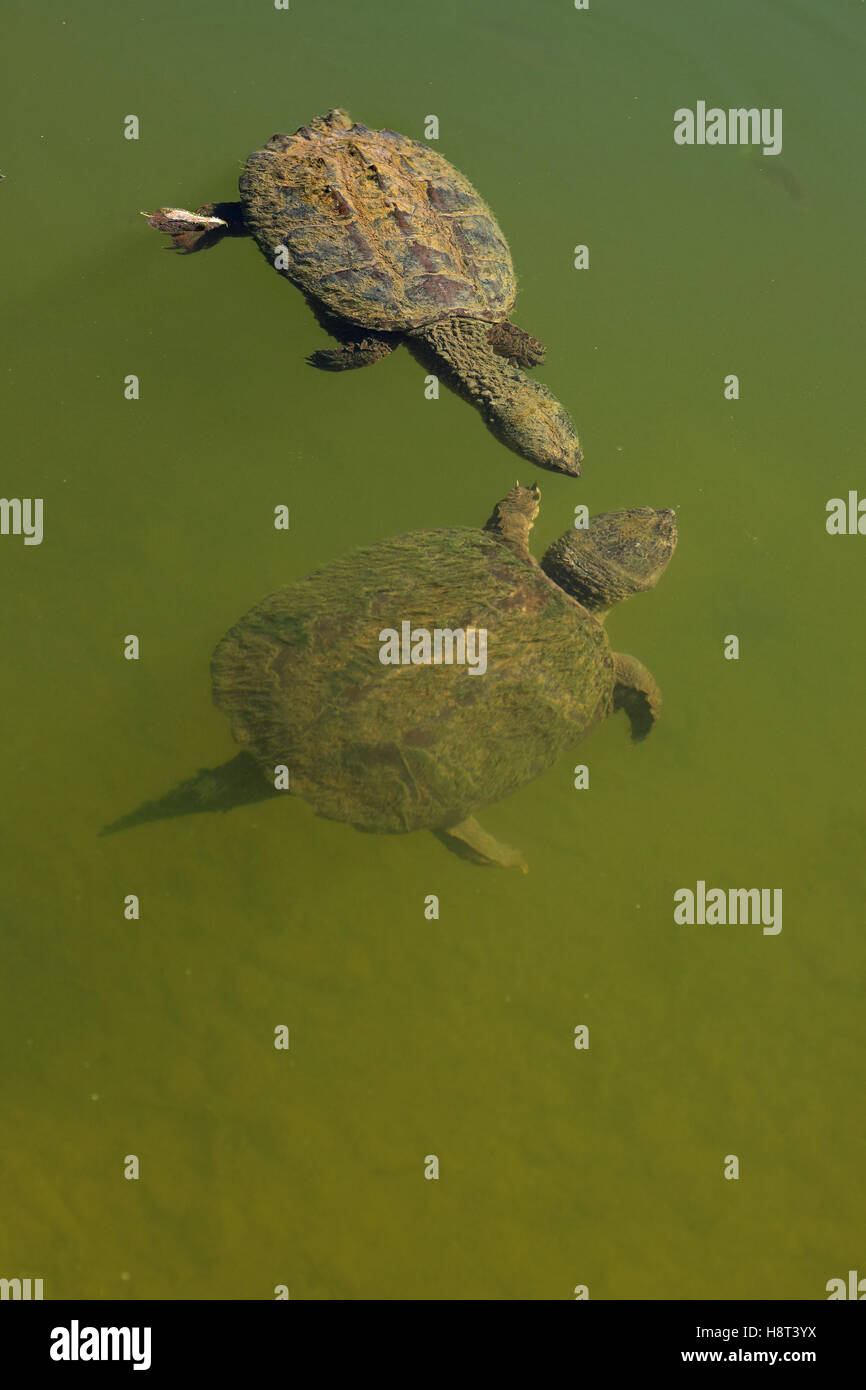 Snapping turtle eating fish hi-res stock photography and images - Alamy