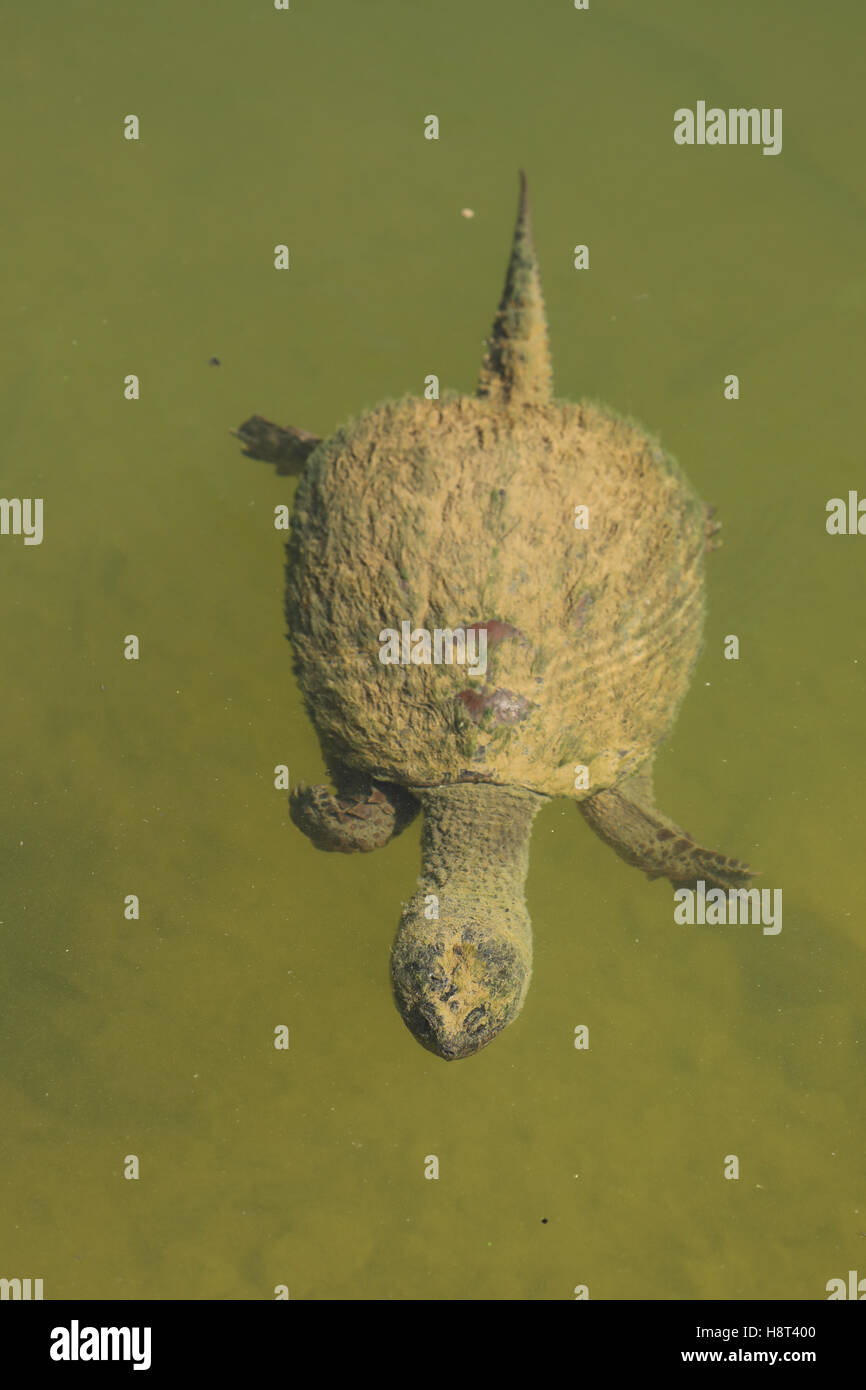 Snapping turtle eating fish hi-res stock photography and images - Alamy