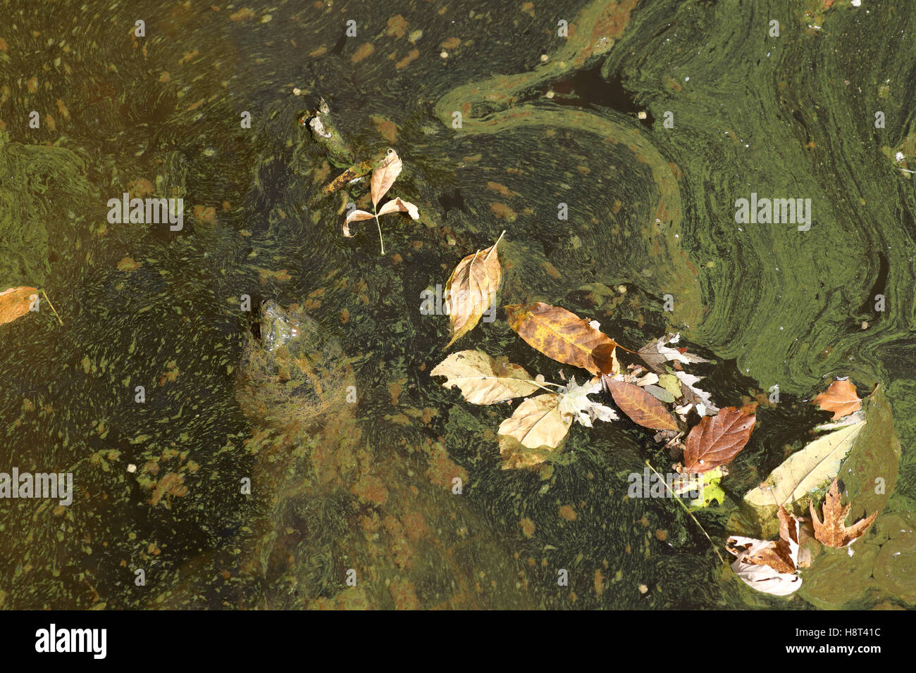 Green water turtles floating hi-res stock photography and images - Alamy