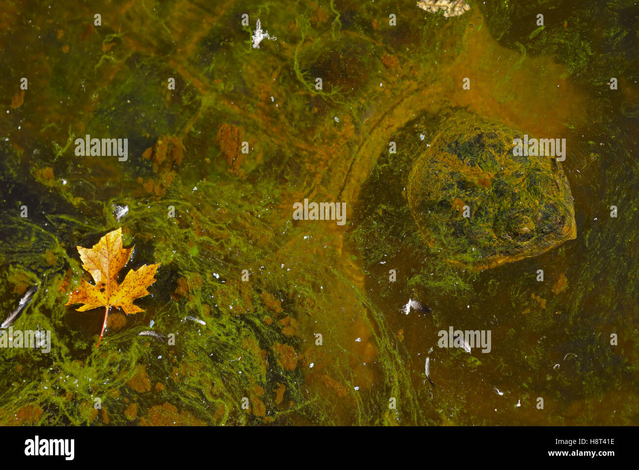 Hidden neck turtles hi-res stock photography and images - Alamy