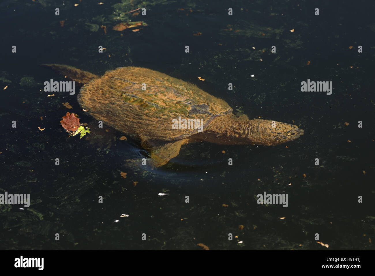 Hidden neck turtles hi-res stock photography and images - Alamy