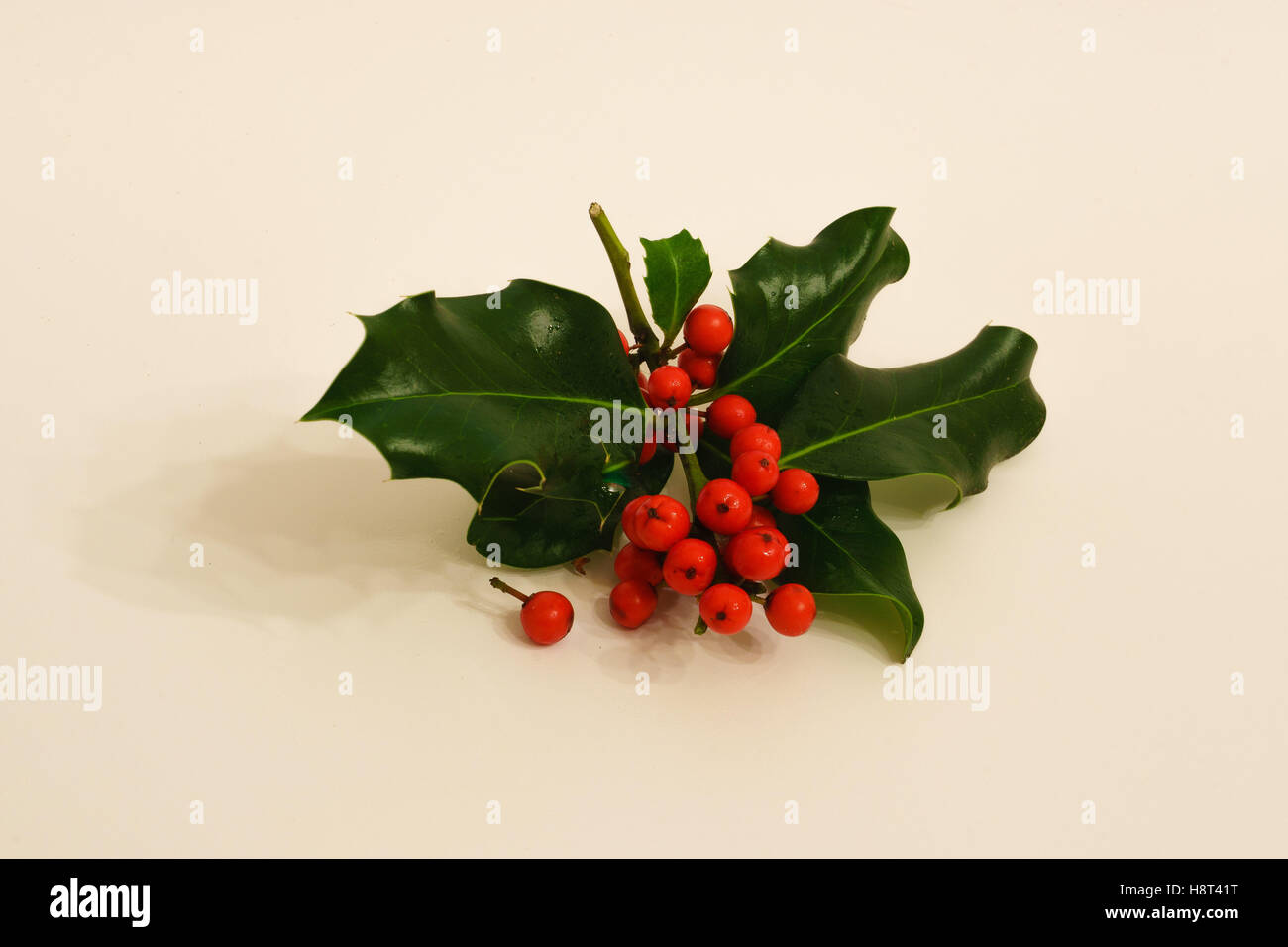 Holly tree sprig and berries Stock Photo - Alamy