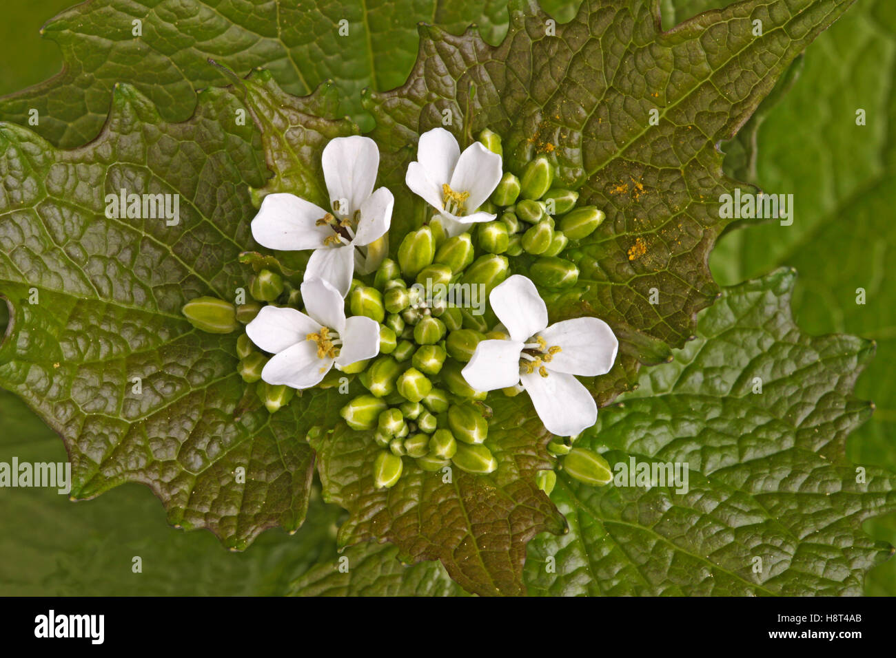 Leafy green leaf whorl and white flowers of the biennial weed garlic ...