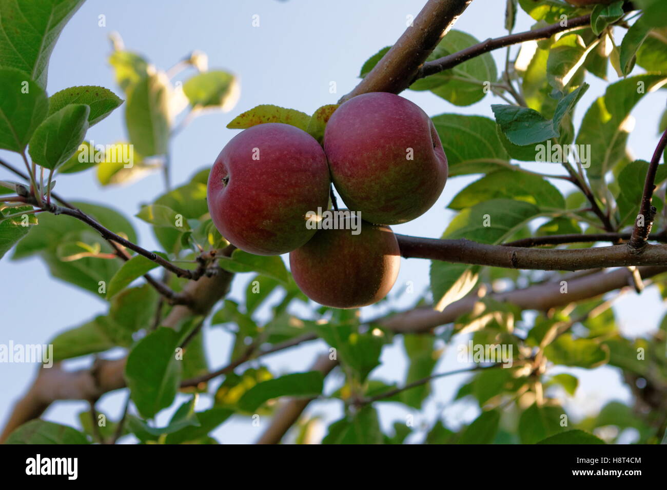 apples on tree branch Stock Photo - Alamy