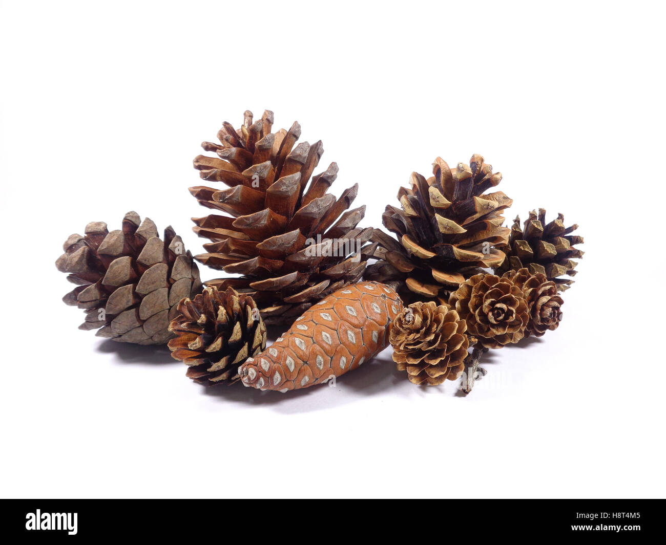 Collection of several types of natural dry pine cones isolated on white ...