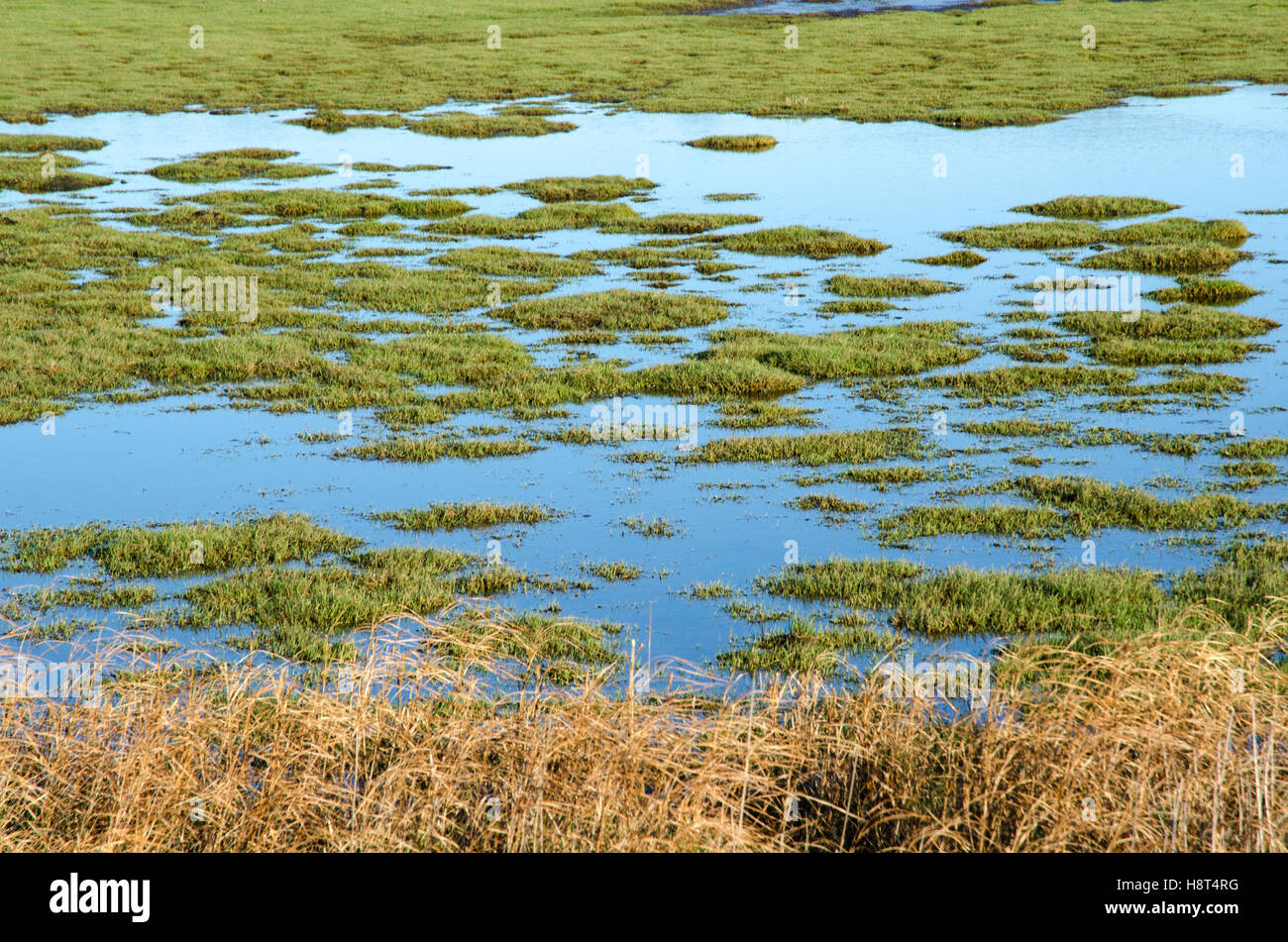 Bright green wetland with open water areas Stock Photo - Alamy