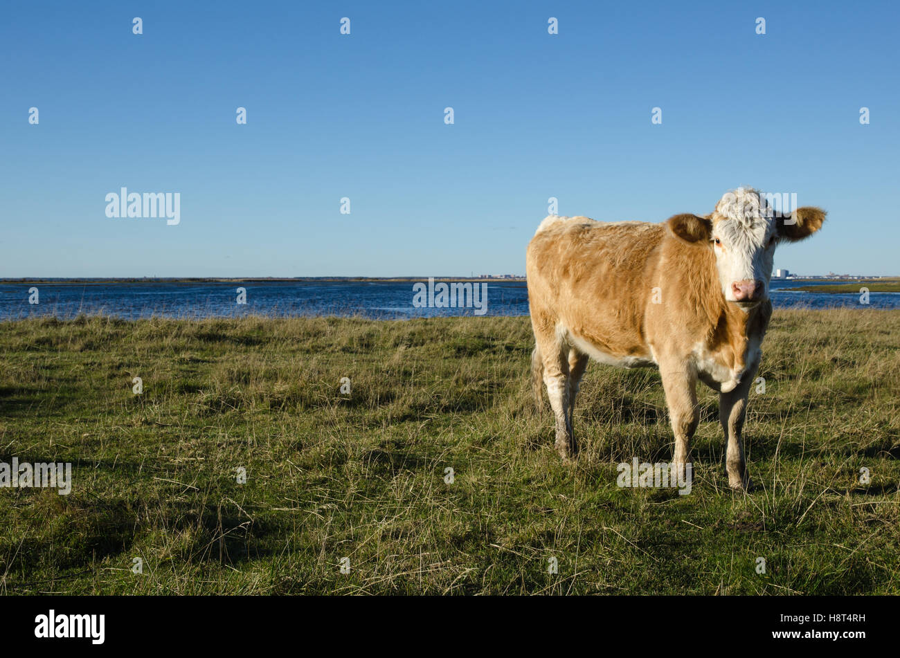 Grassland cow hi-res stock photography and images - Alamy
