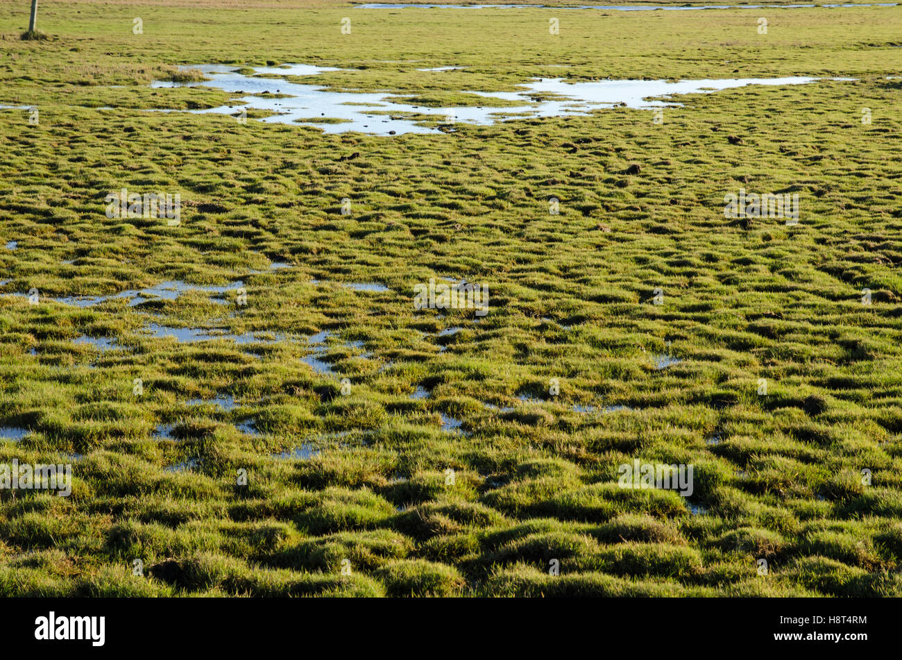Natural water reservoir in form of a tufted green wetland Stock Photo ...