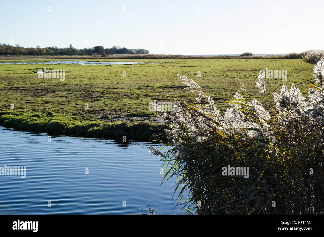 Fluffy reeds hi-res stock photography and images - Alamy