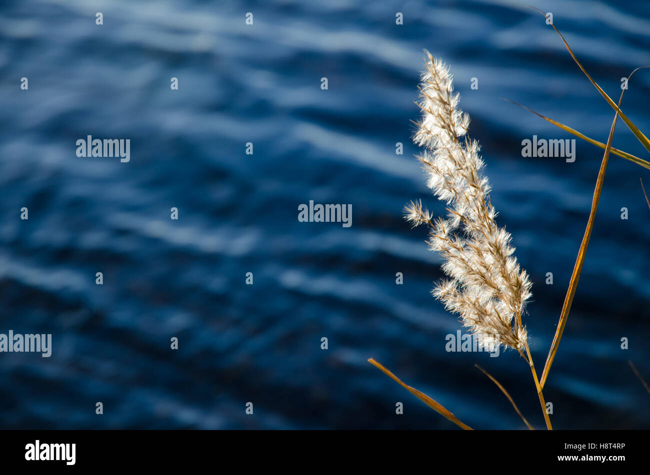 Single Reed Stock Photos & Single Reed Stock Images - Alamy