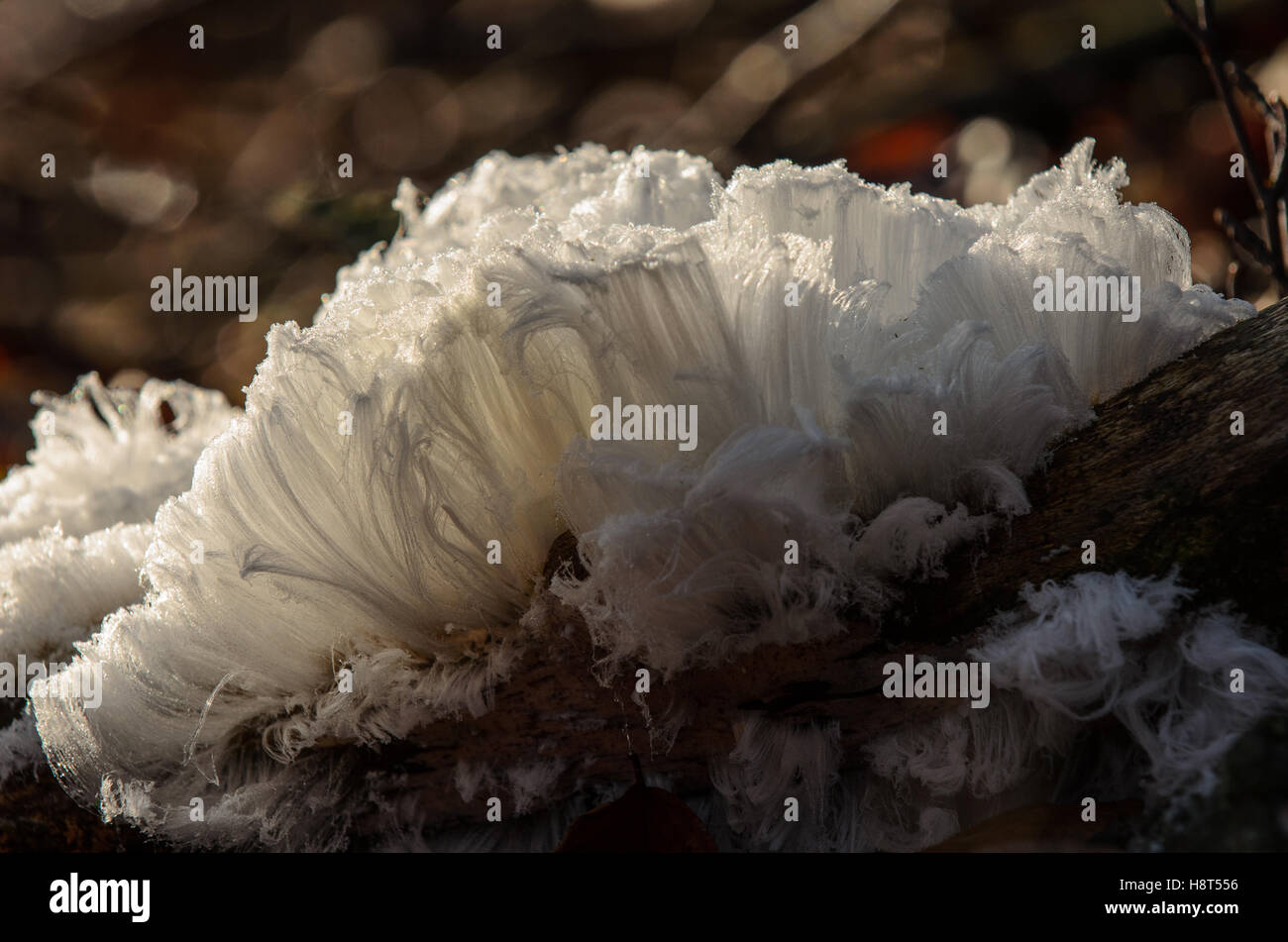 Hair ice is frozen water which is pushed out of dead beech wood by ...