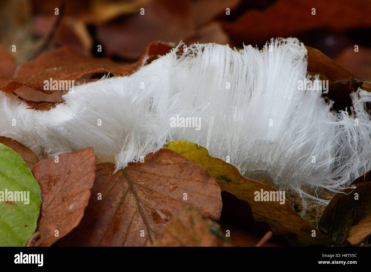 Hair ice hi-res stock photography and images - Alamy