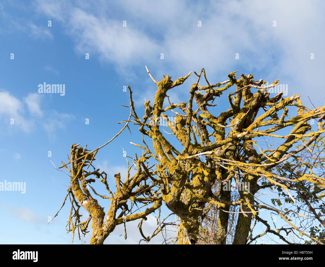 Tree smothered in lichen hi-res stock photography and images - Alamy