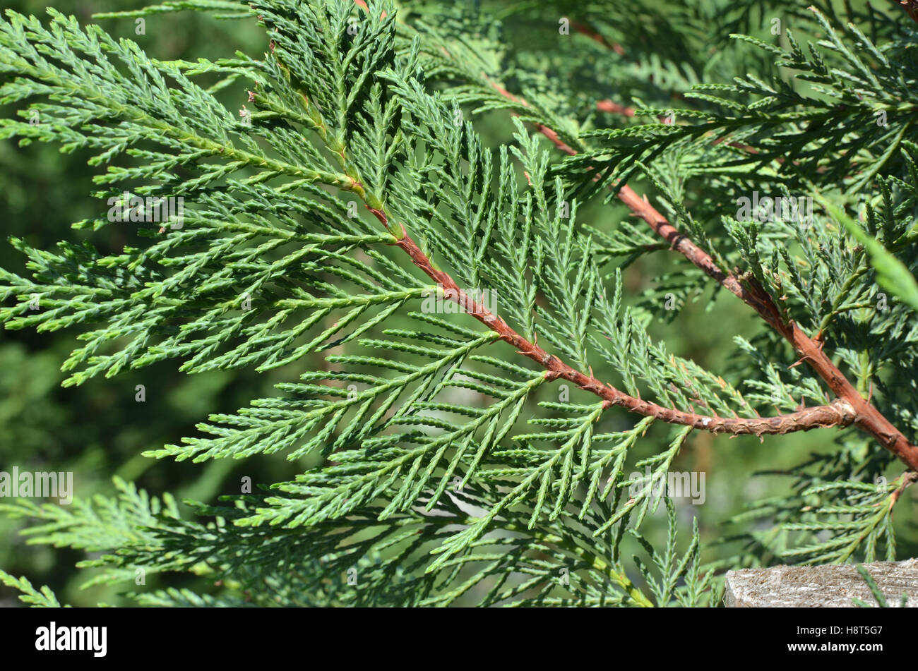 Closeup of a fresh tranquil conifer tree branch Stock Photo - Alamy