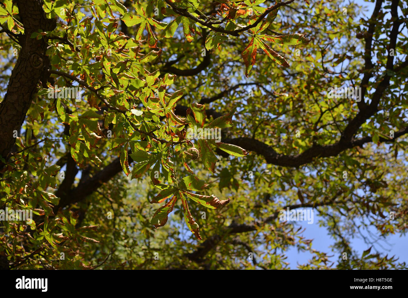 Golden chestnut foliage against blue sky in late summertime Stock Photo ...