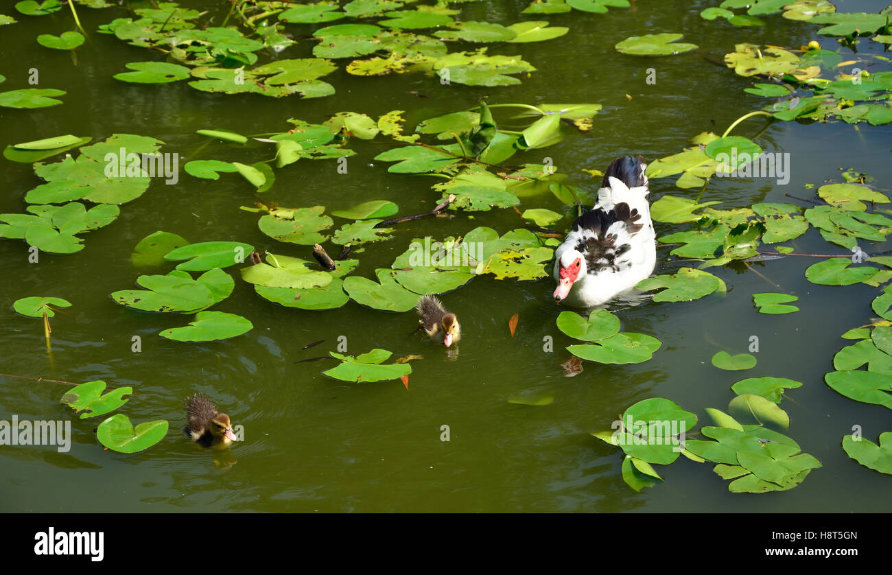 Duck and two ducklings swimming in a lake with lotus leaves Stock Photo ...