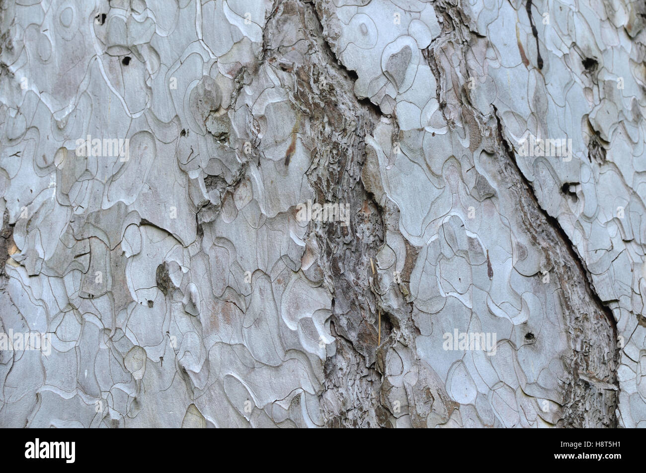 White bark of a tree as a natural background Stock Photo - Alamy