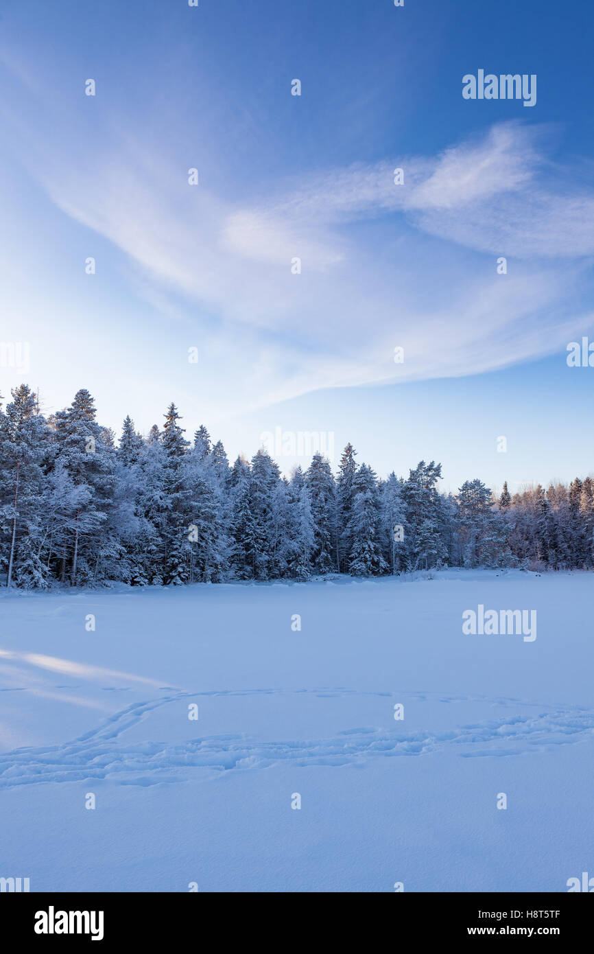 Frozen lake and snow covered forest Stock Photo - Alamy