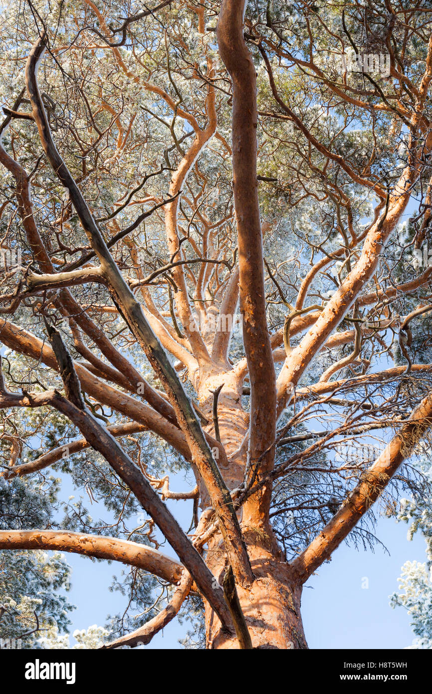 Snow covered tree perspective view looking up Stock Photo - Alamy