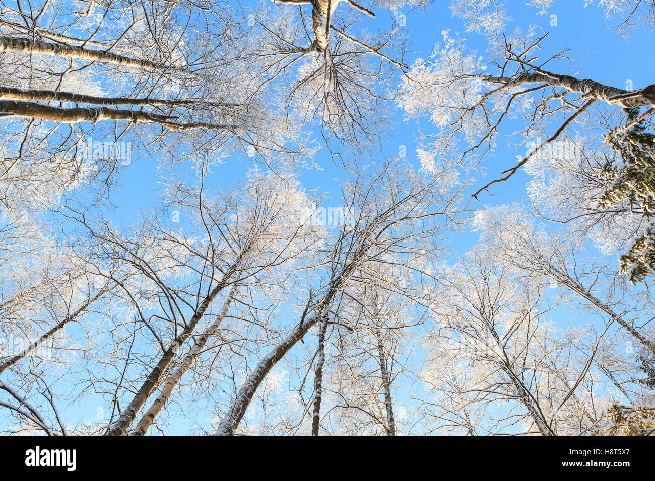 Snow covered tree perspective view looking up Stock Photo - Alamy