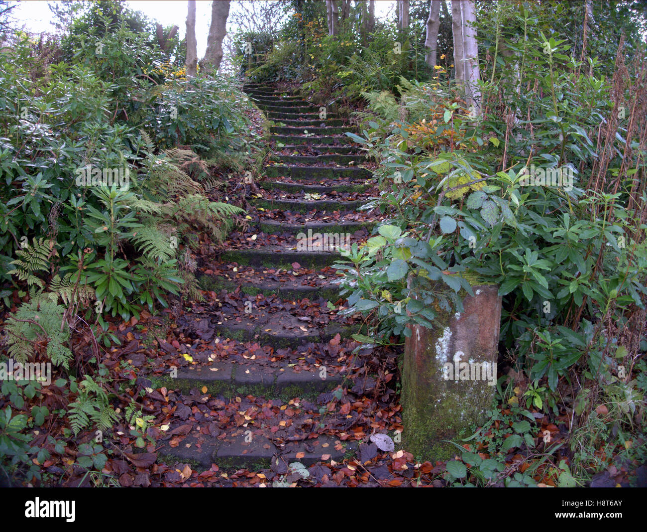 leaf covered steps and path background Stock Photo - Alamy