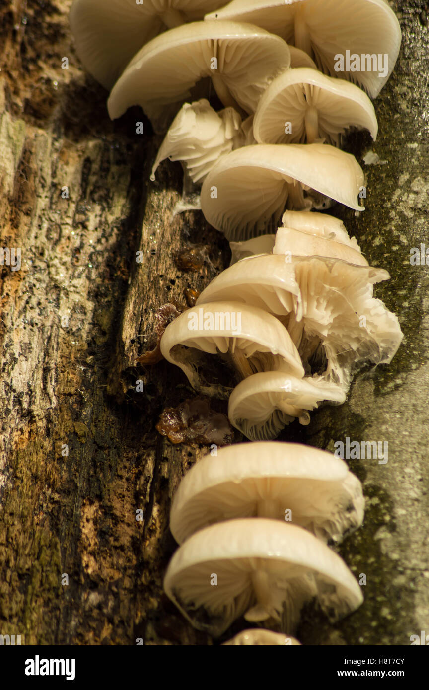 Uk trees fungus hi-res stock photography and images - Alamy