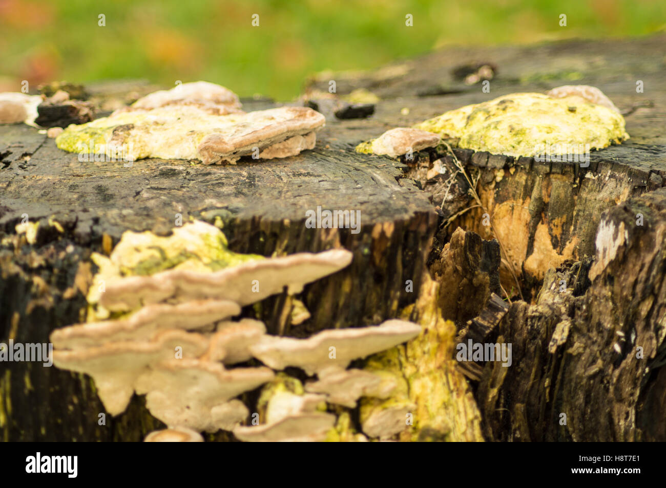 Tree fungus on rotten trees and tree stumps in autumn. Singleton Park ...