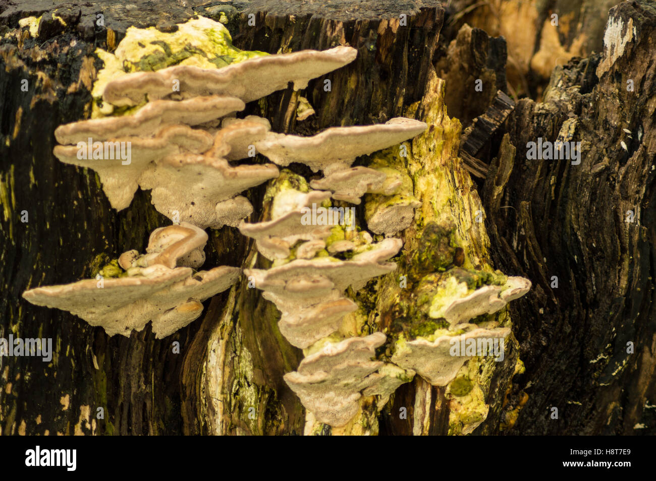 Uk trees fungus hi-res stock photography and images - Alamy