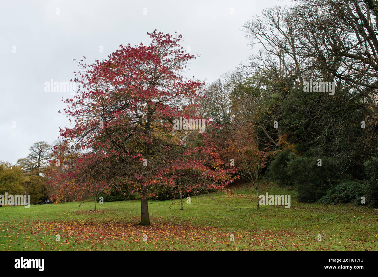 Colorful trees in autumn (fall) in Singleton Park Swansea UK, featuring ...