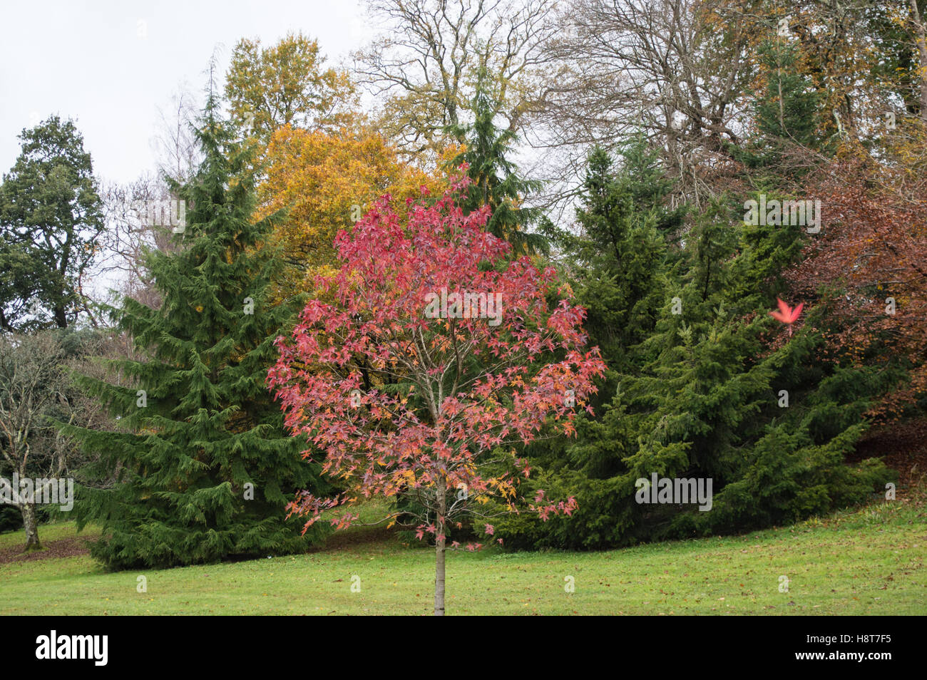 Colorful trees in autumn (fall) in Singleton Park Swansea UK, featuring ...