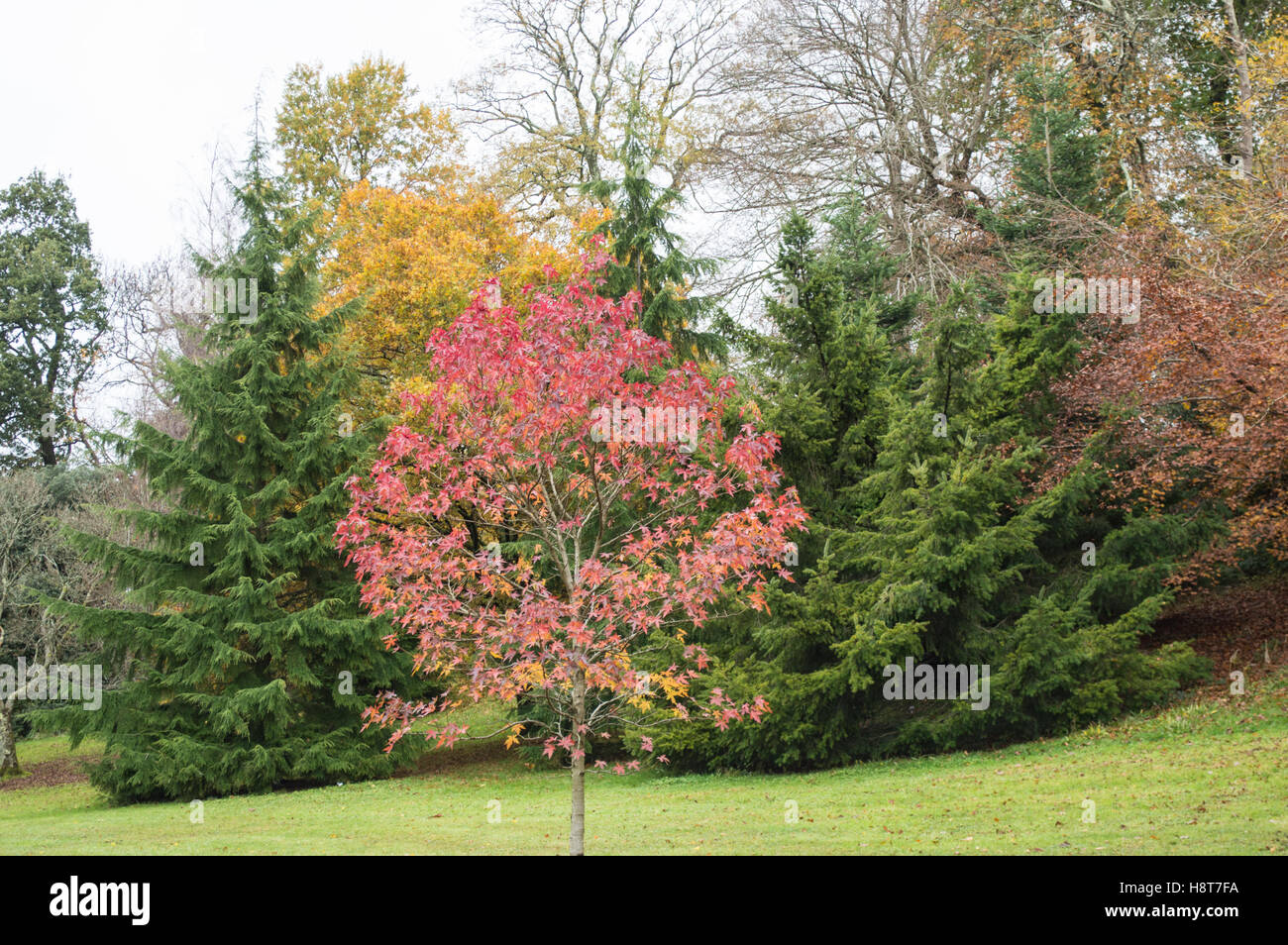 Colorful trees in autumn (fall) in Singleton Park Swansea UK, featuring ...
