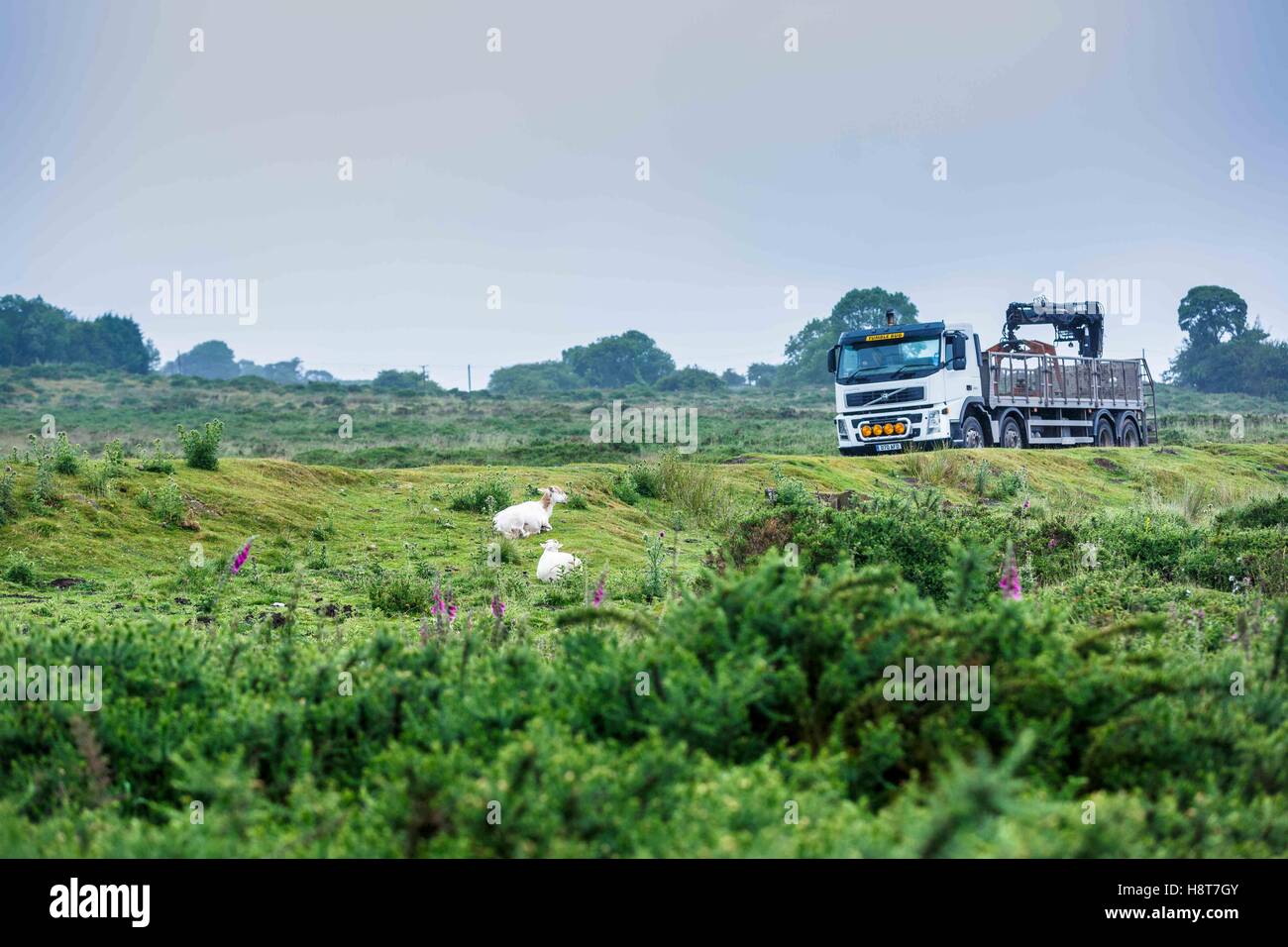 Sheep lorry hi-res stock photography and images - Alamy