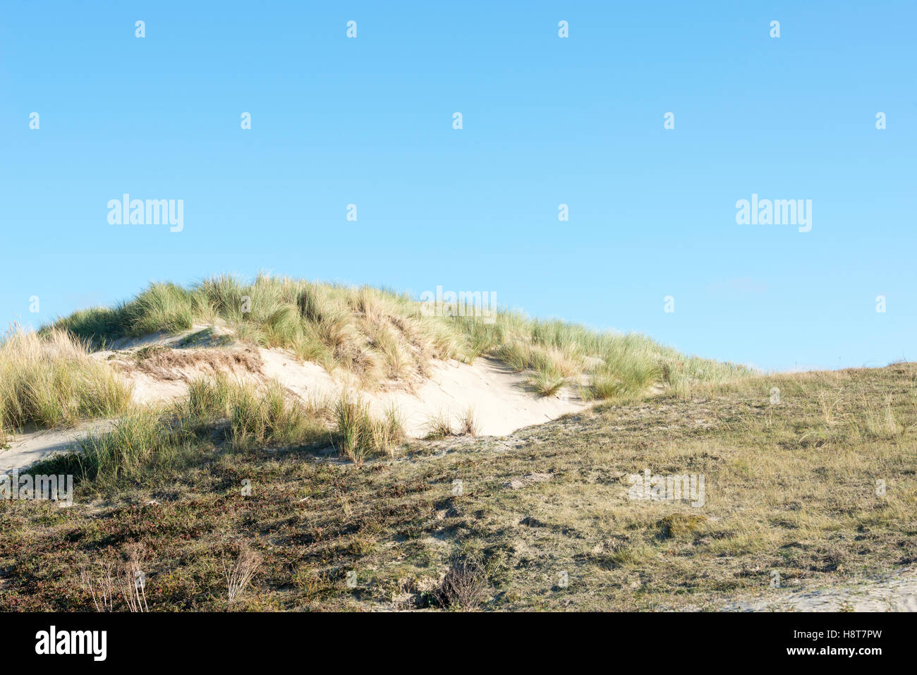 sand dunes at the dutch coast Stock Photo - Alamy