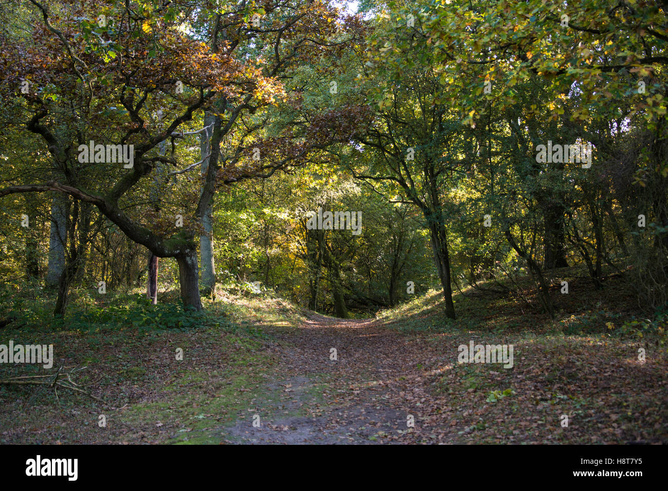 nature in holland with trees in autumn colors with foothpath Stock ...