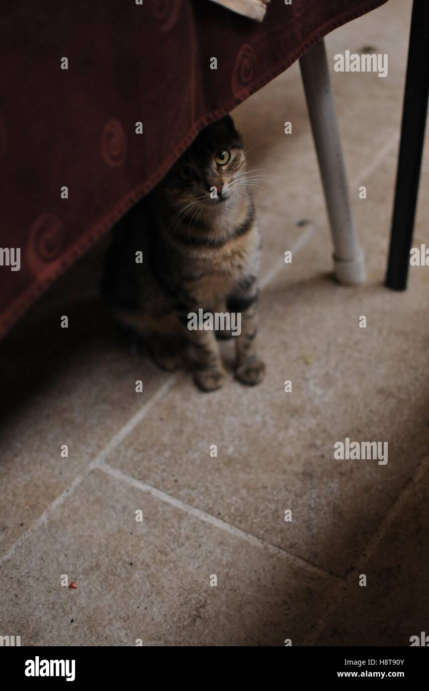 Cat under table Stock Photo - Alamy