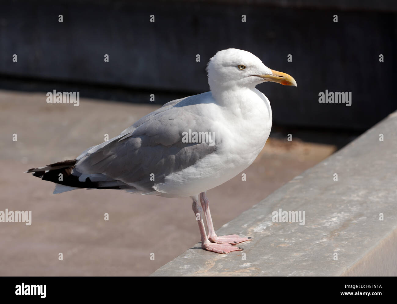 Common seagull hi-res stock photography and images - Alamy