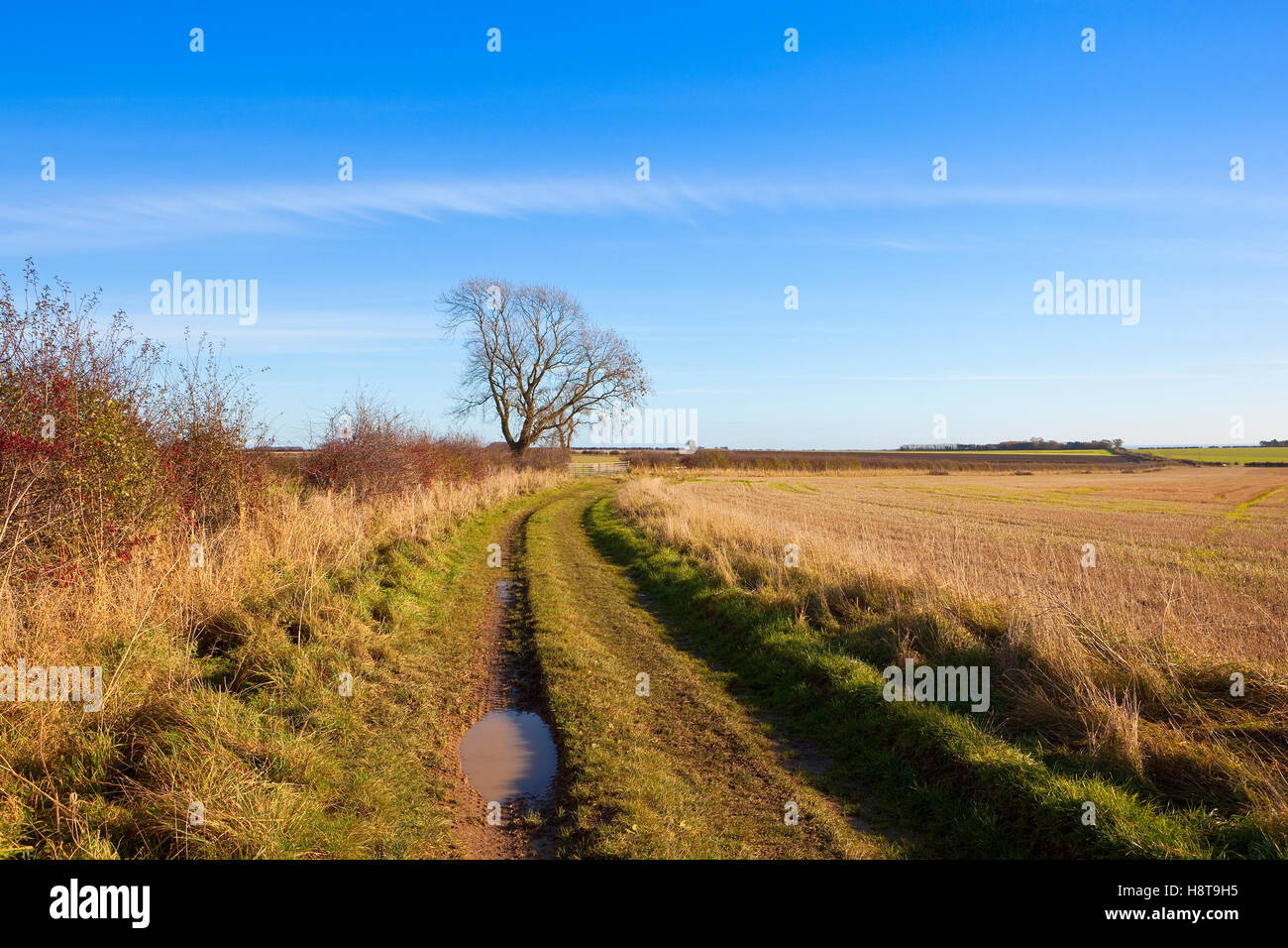 The scenic Minster way bridleway with hawthorn hedgerow and mature Ash ...
