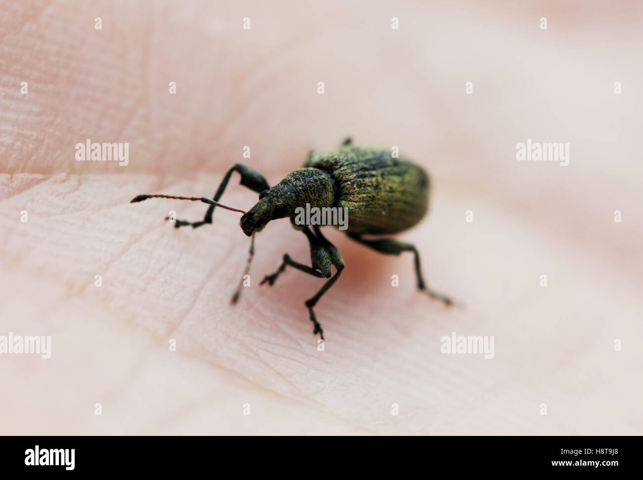 Boll weevil hi-res stock photography and images - Alamy
