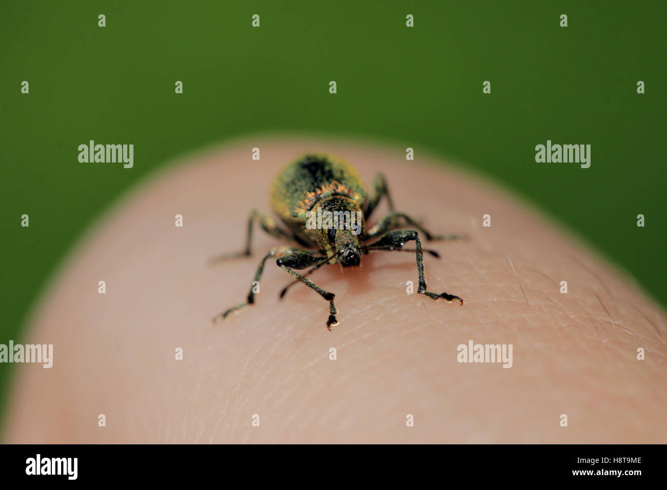 Boll weevil hi-res stock photography and images - Alamy
