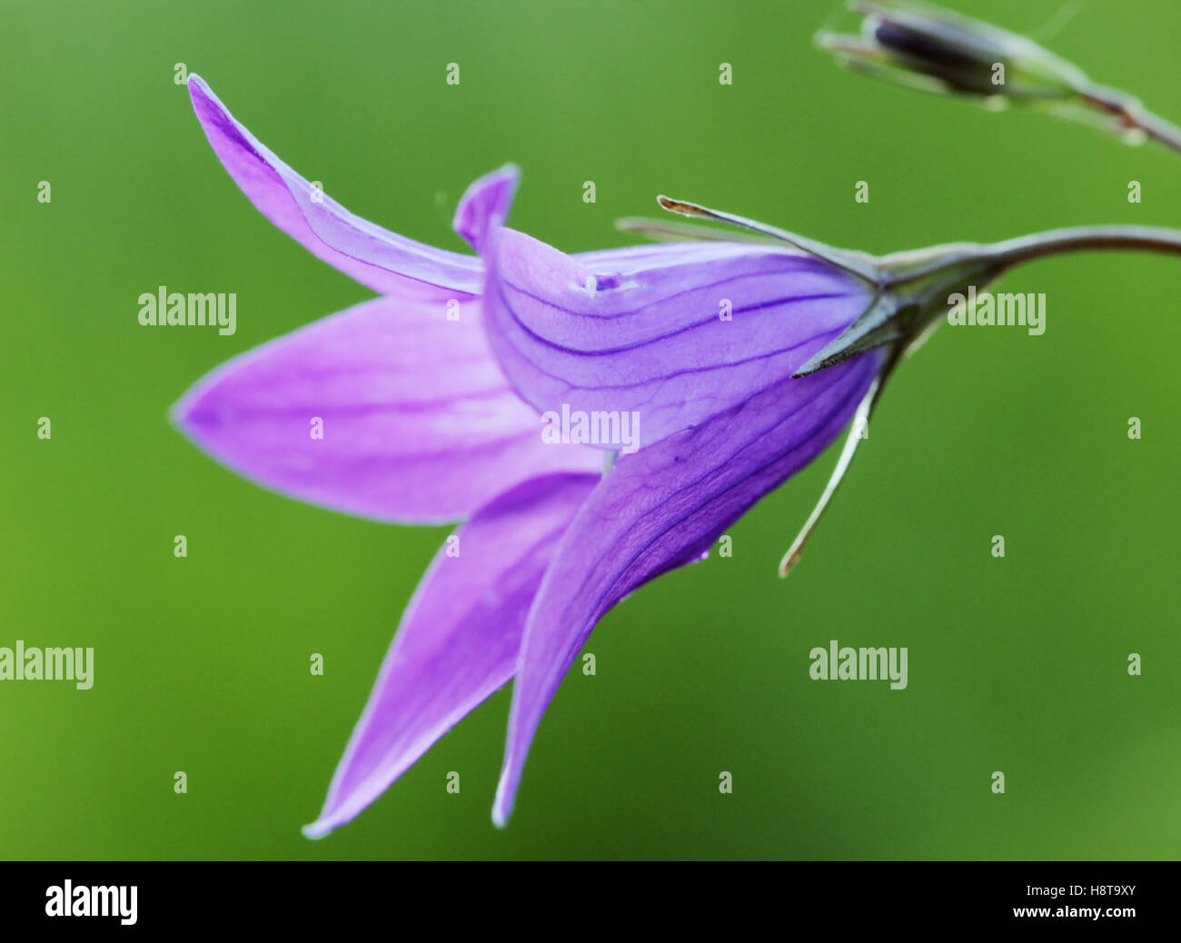 spring lonely bell flower Campanula Stock Photo - Alamy