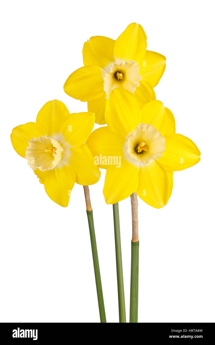 Three flowers and stems of the reverse-bicolor daffodil cultivar Lemon ...