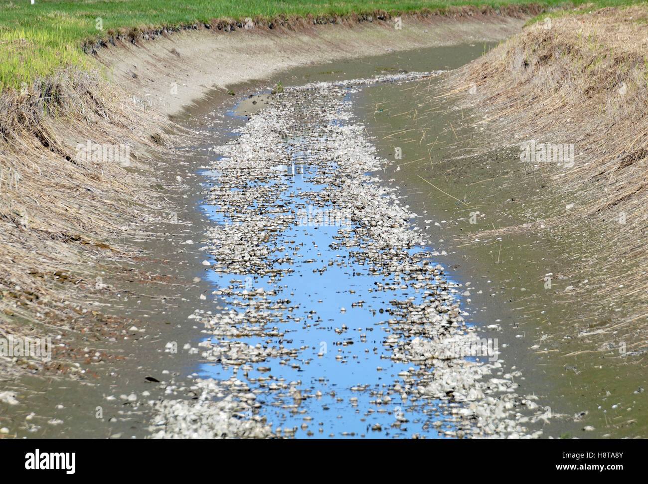 riverbed irrigation empty Stock Photo - Alamy