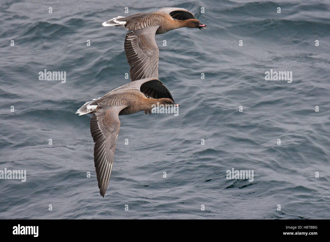 Two pink-footed geese (Anser brachyrhynchus) in flight over sea Stock ...