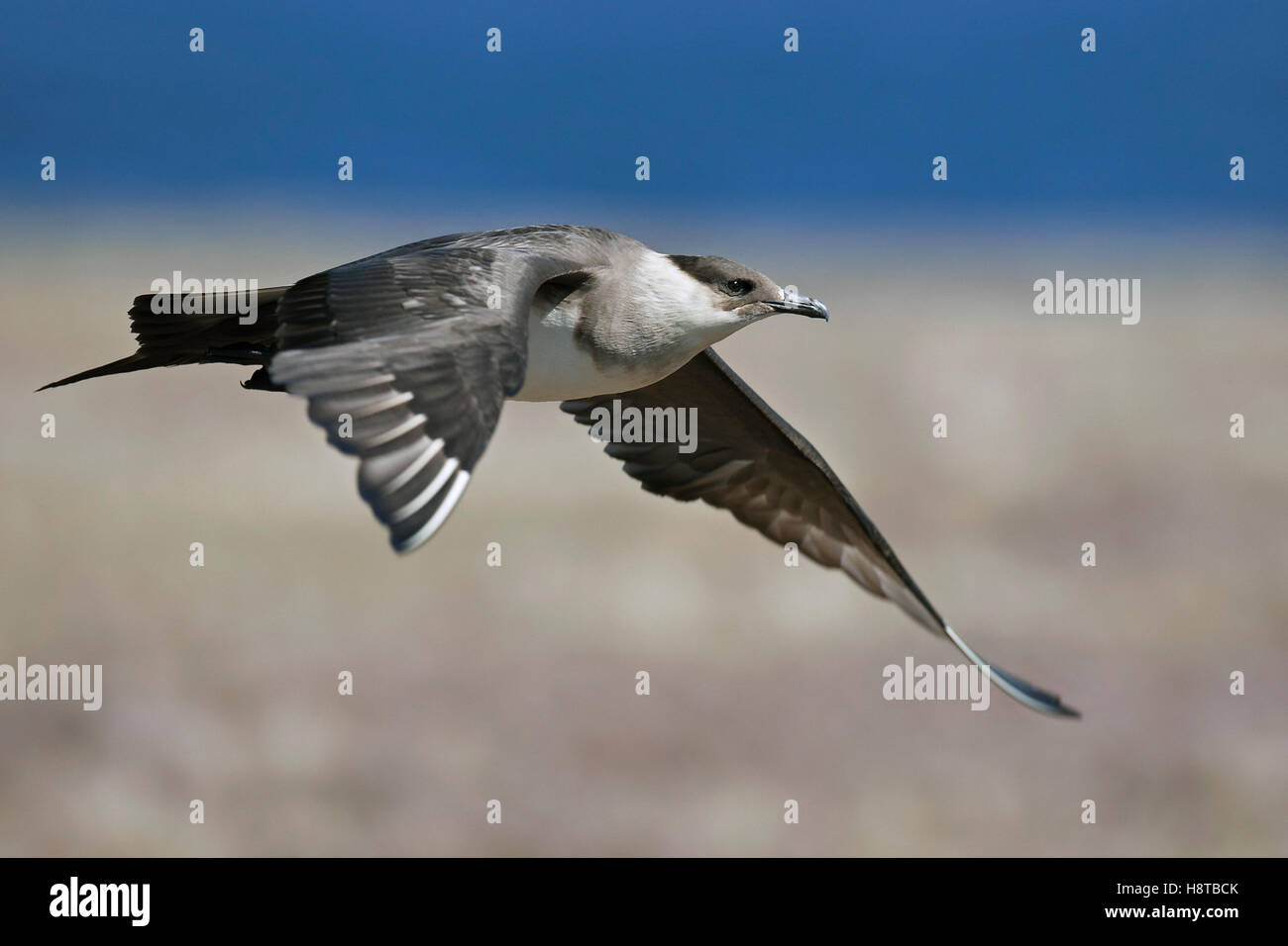 Parasitic jaeger / Arctic skua / parasitic skua (Stercorarius ...