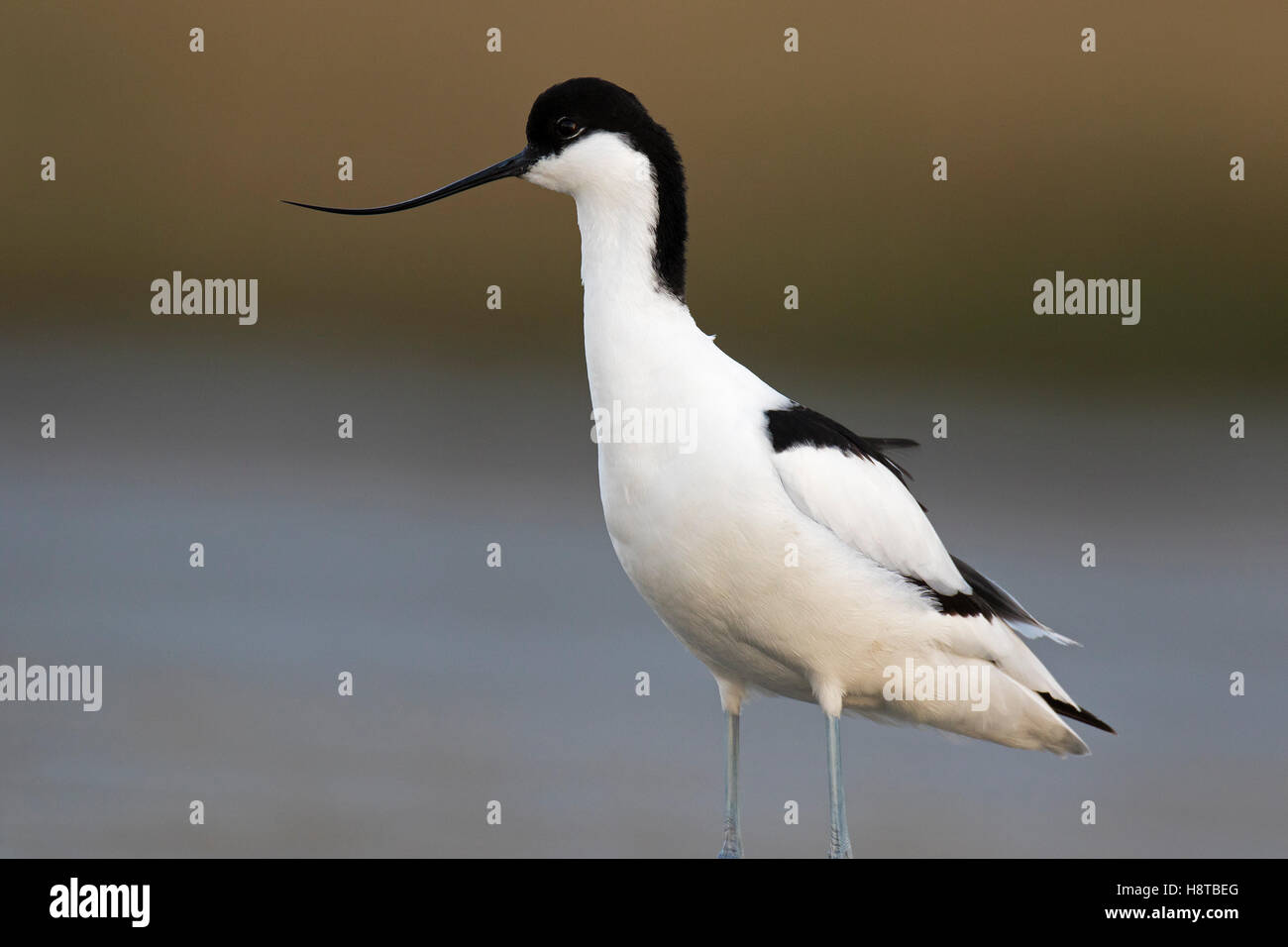 Avosetta europe hi-res stock photography and images - Alamy