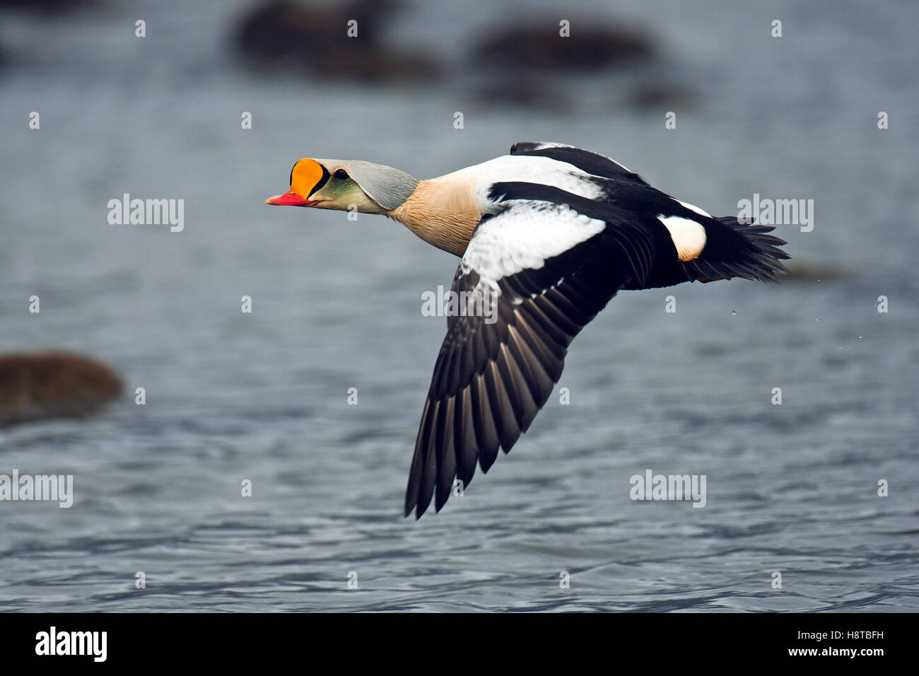 King Eider Flying