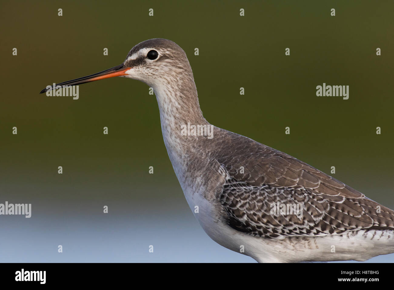 Close up portrait of spotted redshank (Tringa erythropus) in winter ...