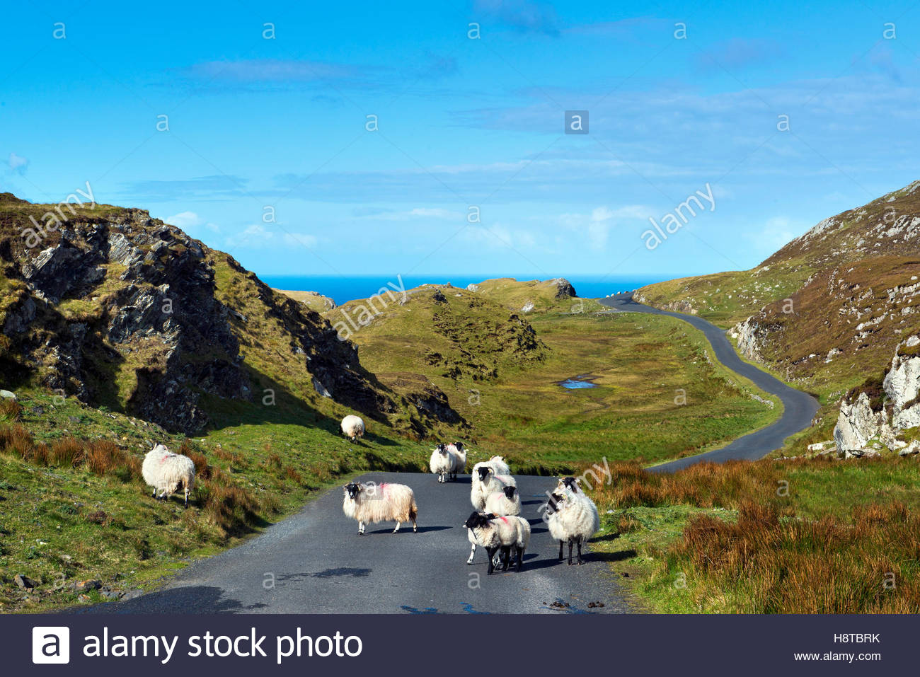 Irish Sheep Stock Photos & Irish Sheep Stock Images - Alamy