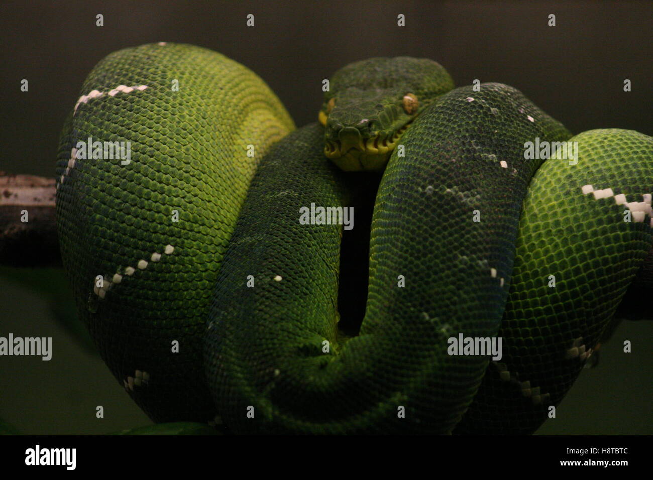 Snake at a zoo hi-res stock photography and images - Alamy